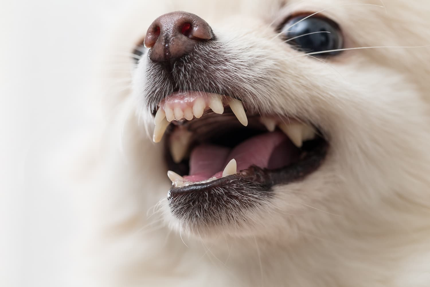 Reading a Dog’s Signals: How to Prevent Bites Before They Happen ...