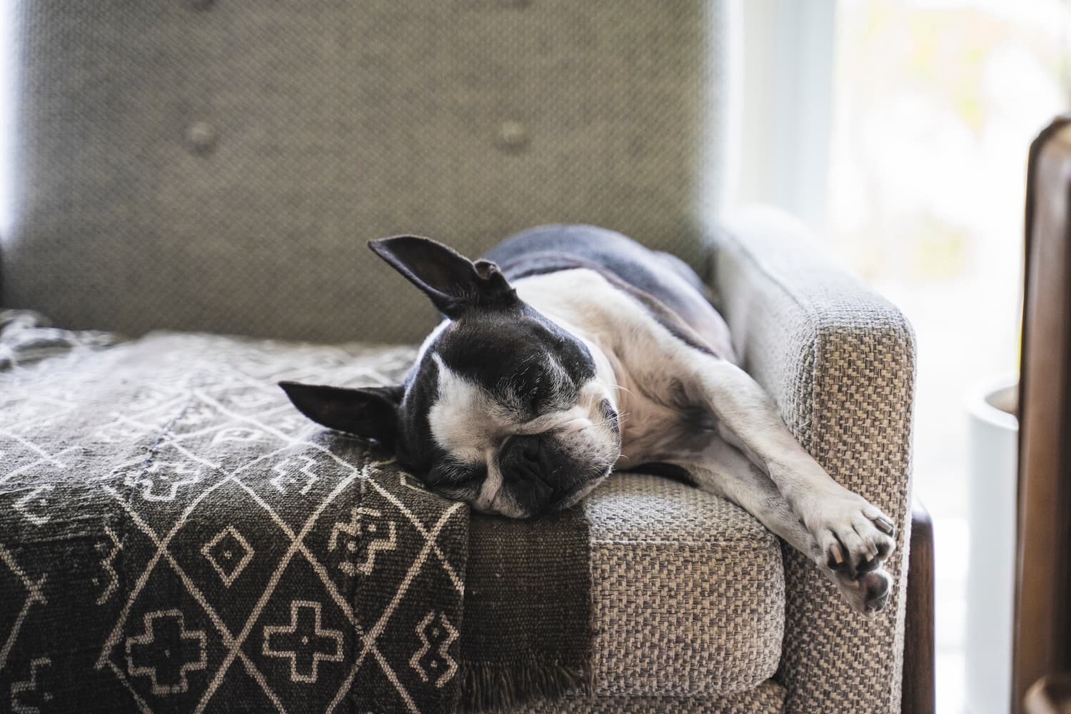Zoomies & Zzz’s: Why Sleep is a Big Deal for Your Pet | South Hyland ...