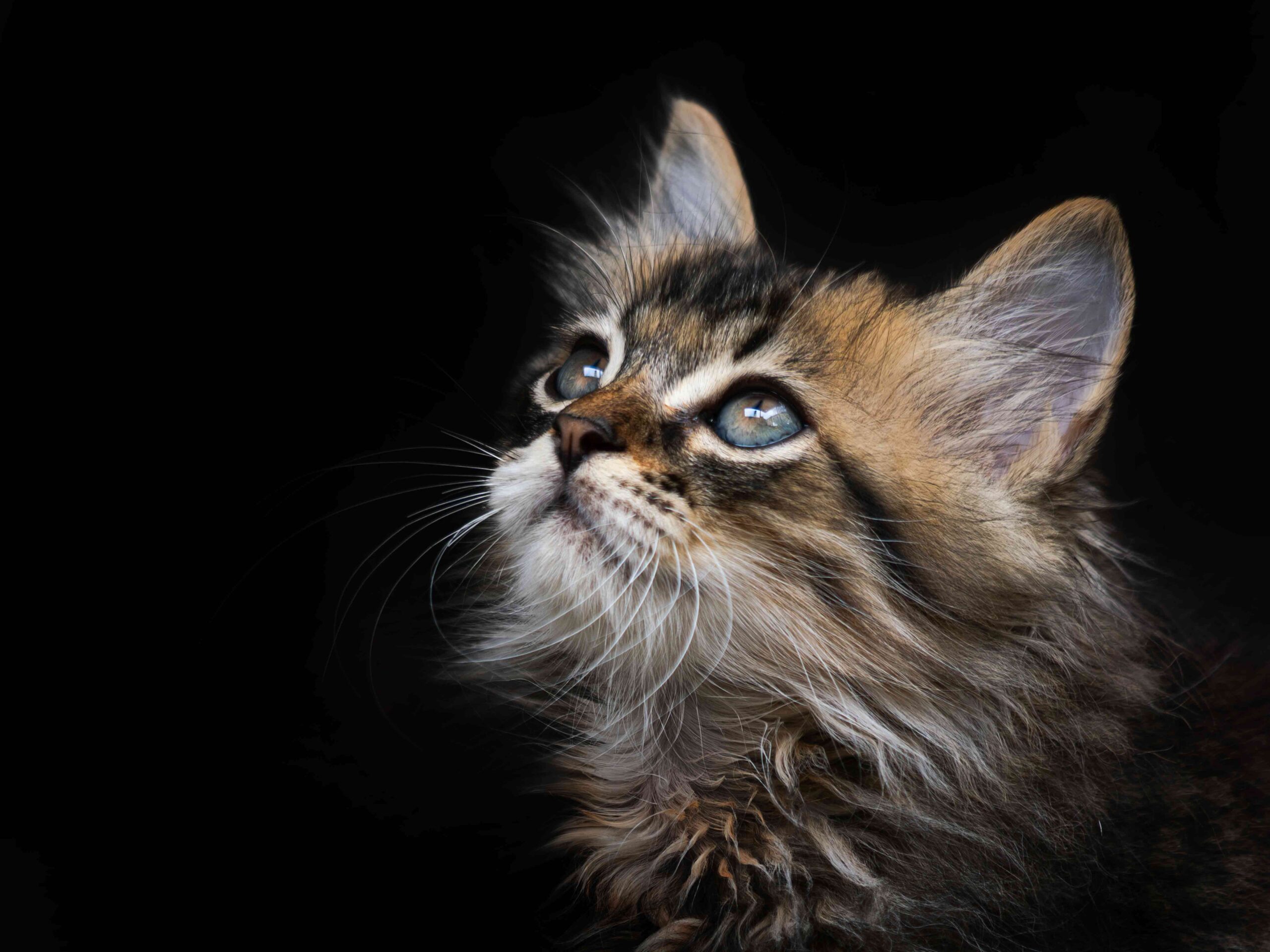 Cats in the Spotlight: Tips, Tricks, and Treats for National Cat Day ...